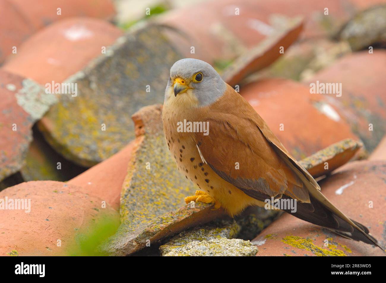Lesser Kestrel (Falco naumanni), Andalusia, Spain Stock Photo - Alamy