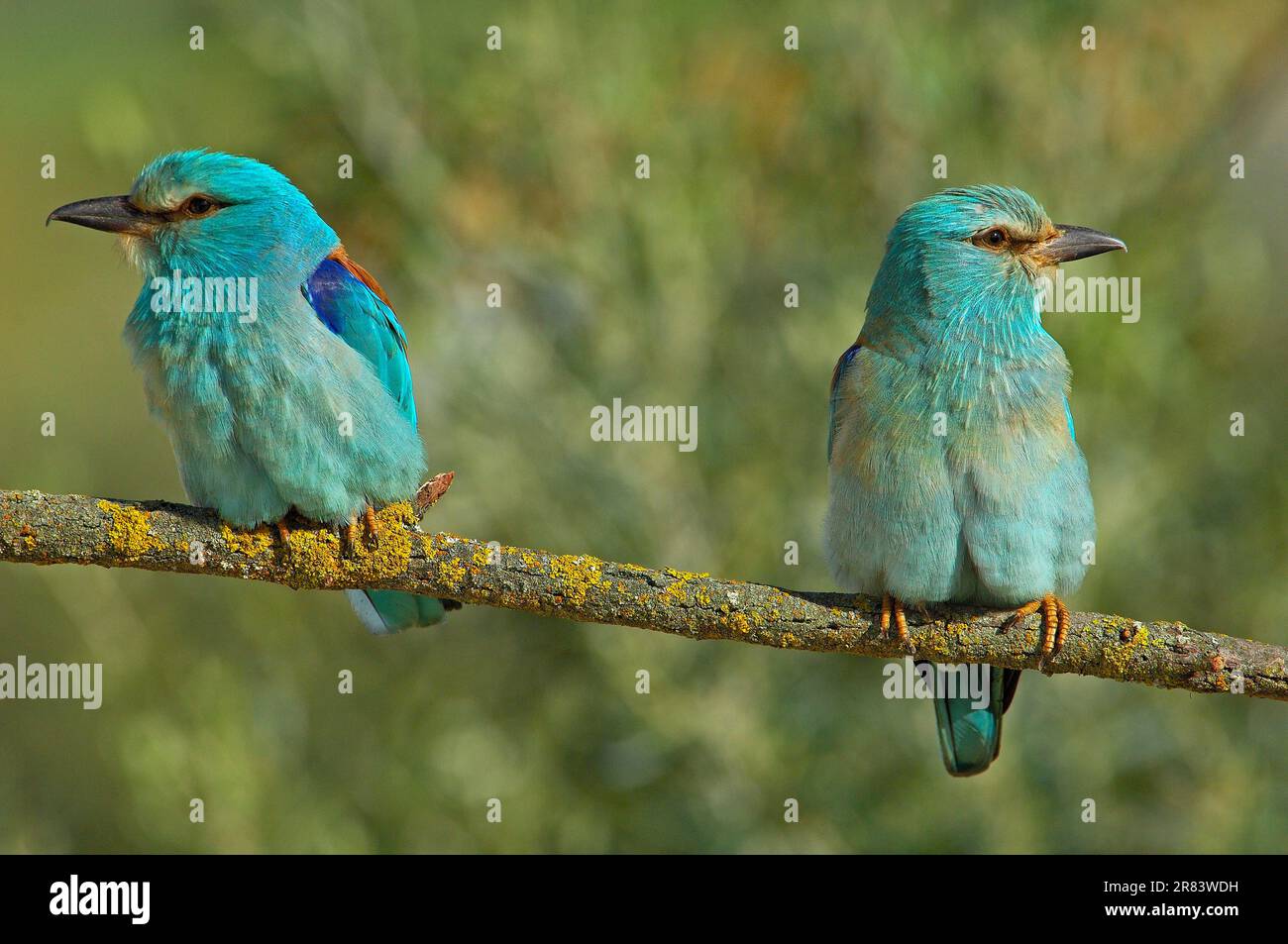 European rollers (Coracias garrulus), Roller, Roller, Animals, Birds ...