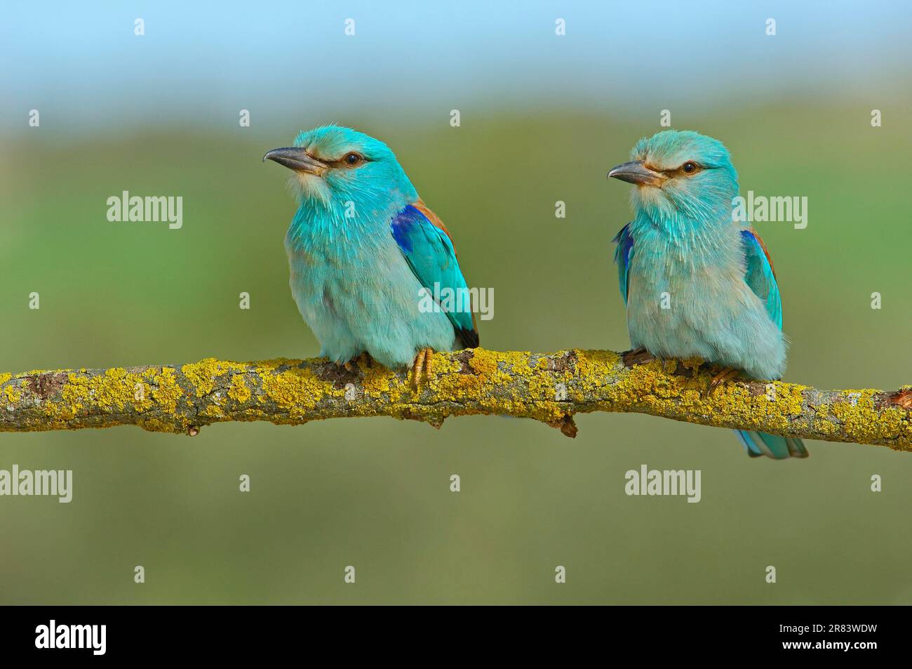 European rollers (Coracias garrulus), Roller, Roller, Animals, Birds, Roller, Andalusia, Spain ...