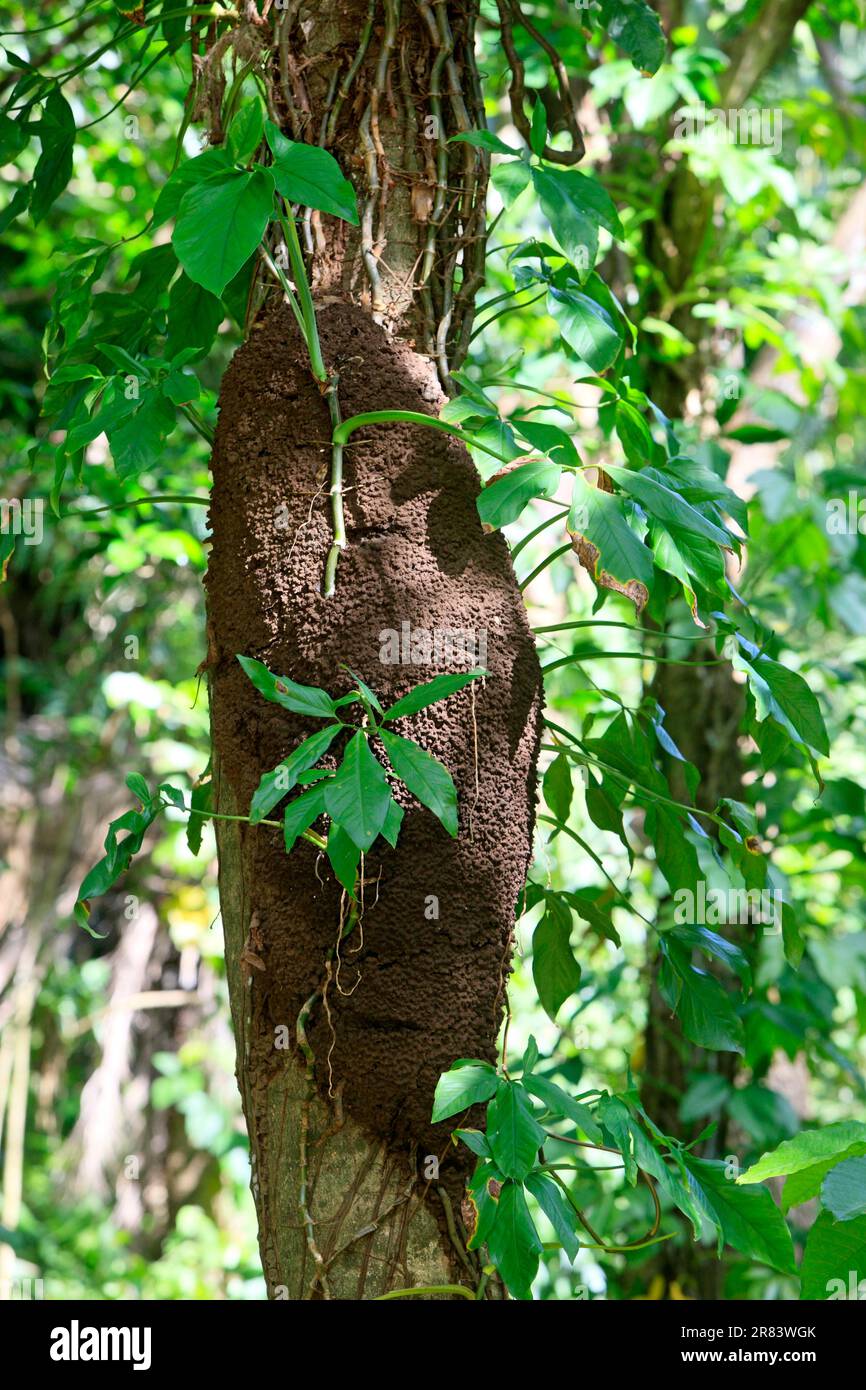 Termite (Isoptera) nest, Honduras Stock Photo - Alamy
