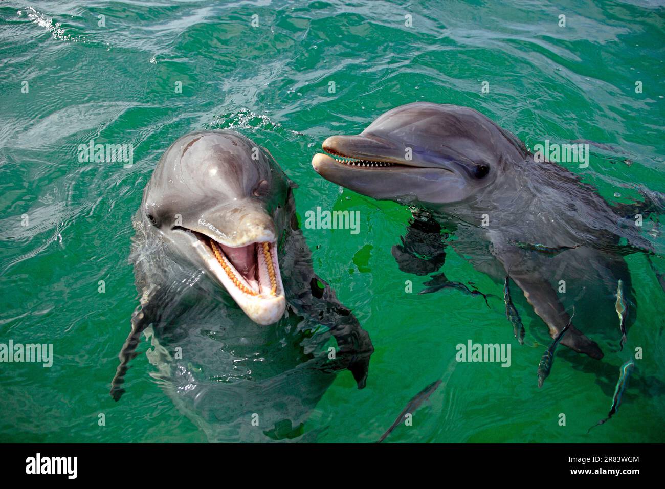 Bottlenose Dolphins (Tursiops truncatus), Honduras Stock Photo - Alamy