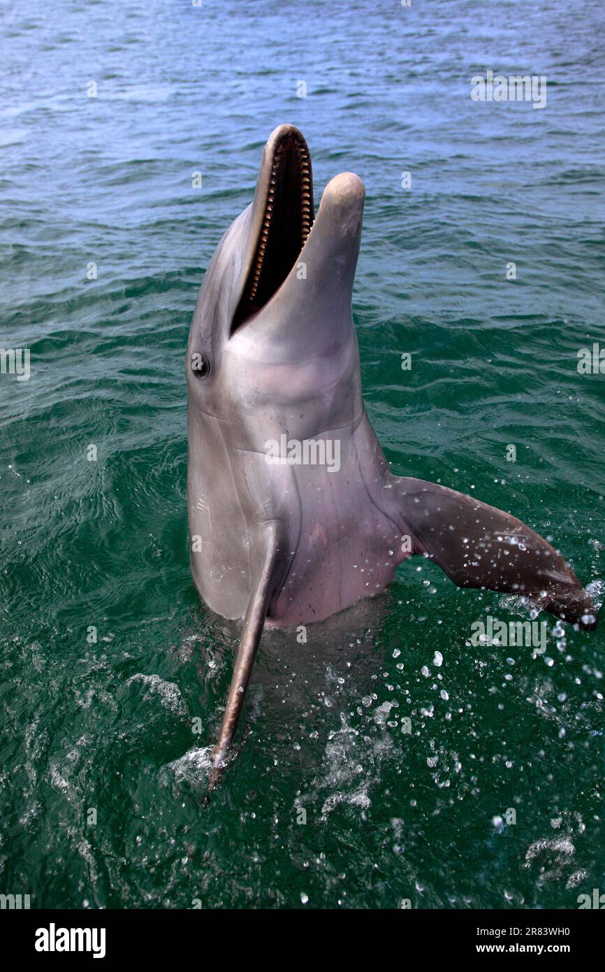 Dolphin communication hi-res stock photography and images - Alamy