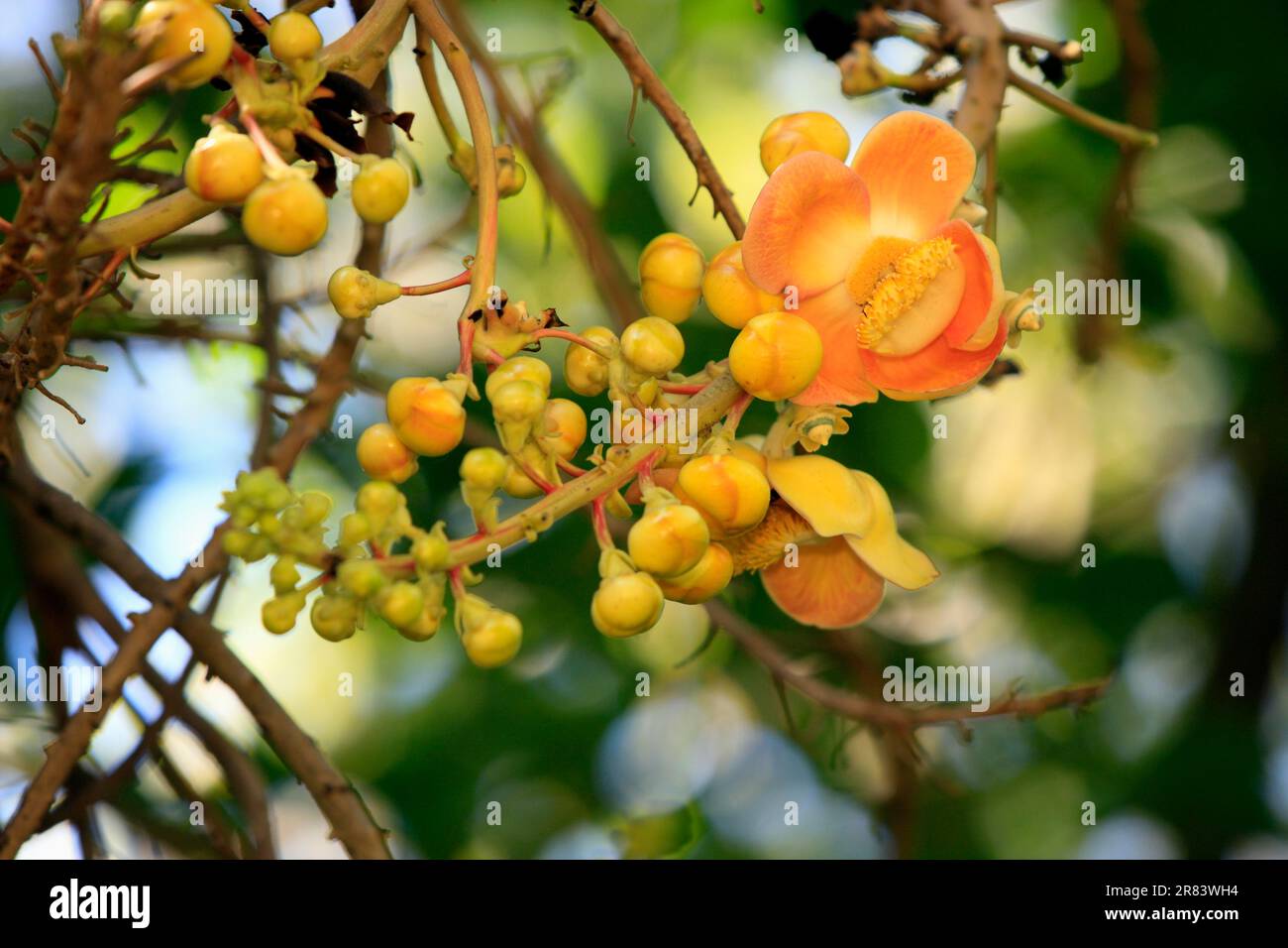 Cannonball tree (Couroupita guianensis), Honduras Stock Photo - Alamy