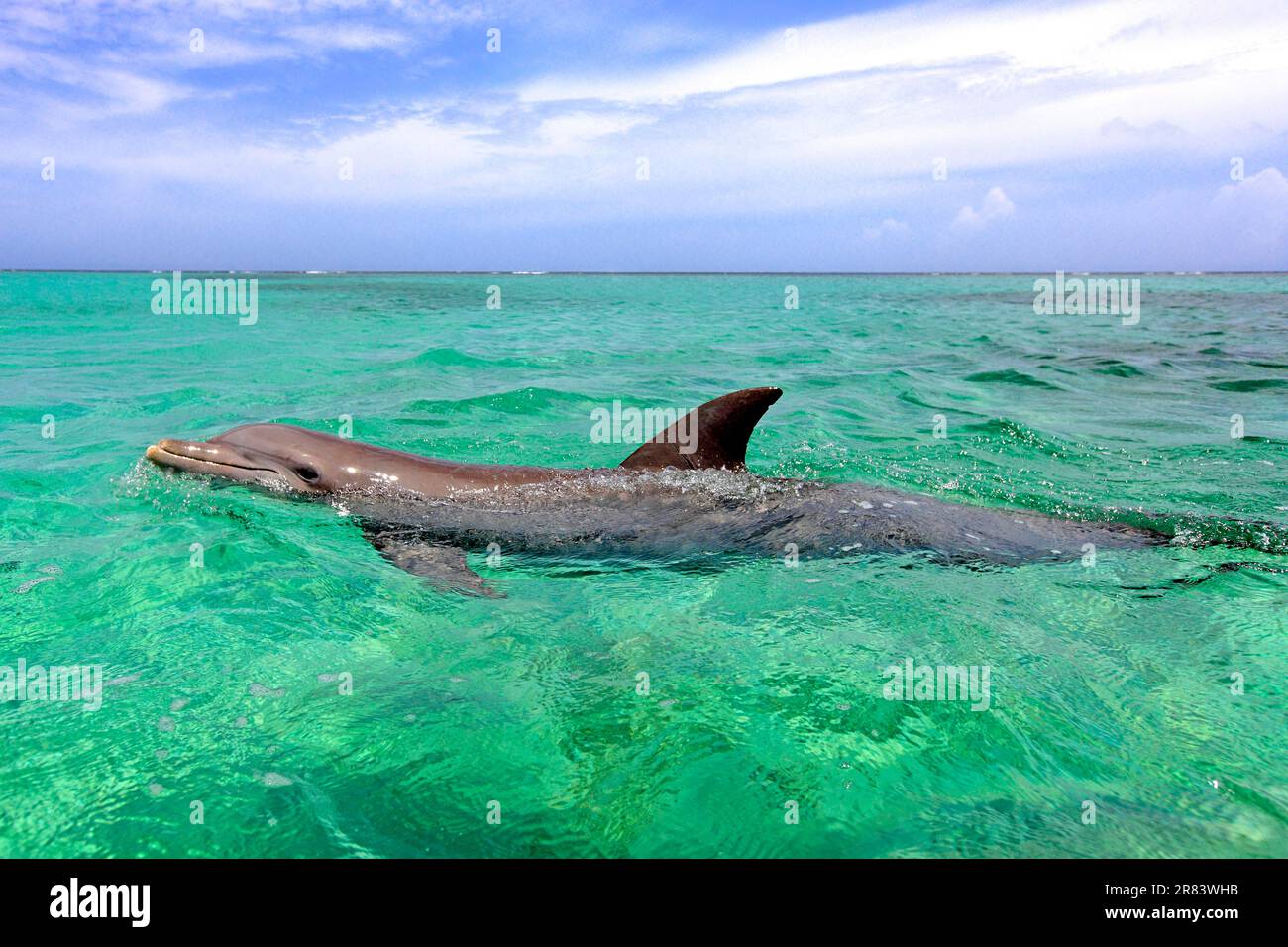 Bottlenose dolphin (Tursiops truncatus), lateral, Honduras Stock Photo ...
