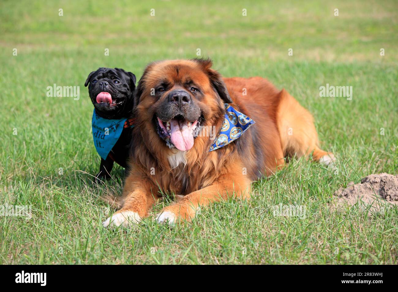 Germanic family hi-res stock photography and images - Alamy
