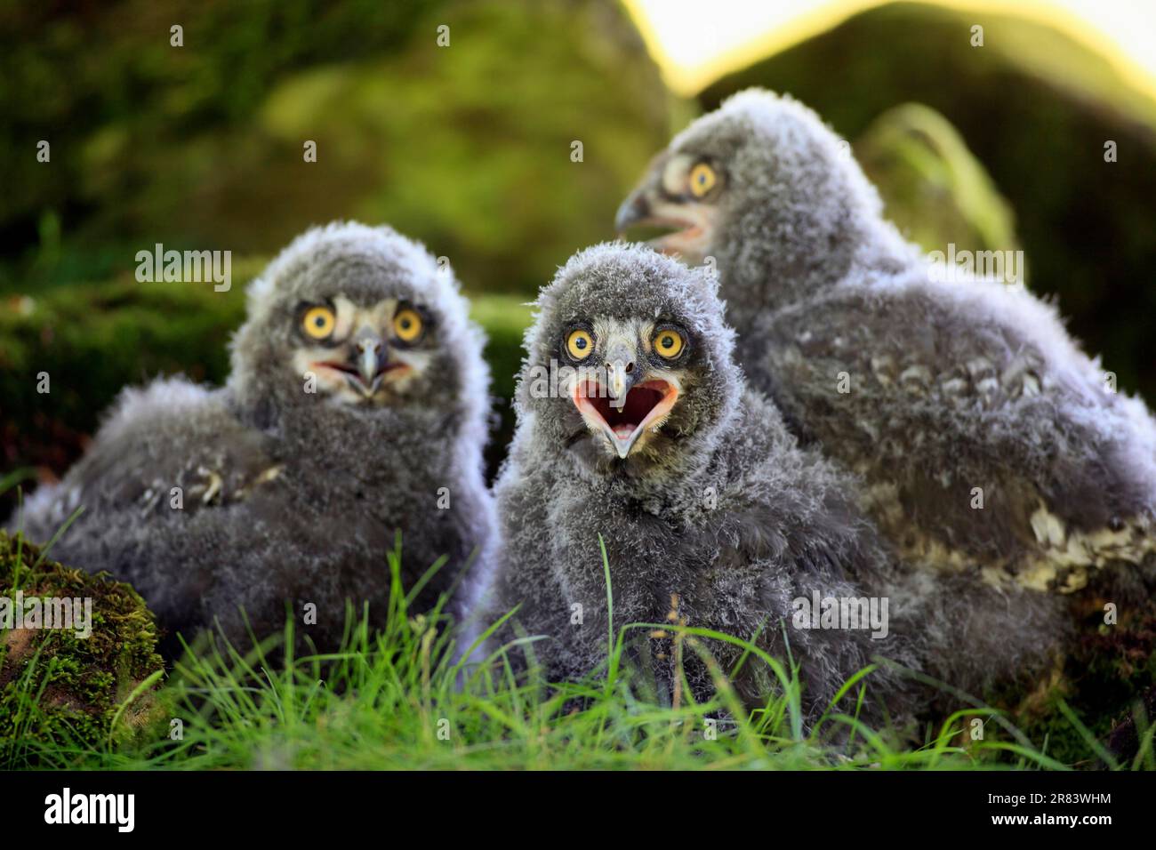 Snowy owls (Nyctea scandiaca), chicks Stock Photo - Alamy