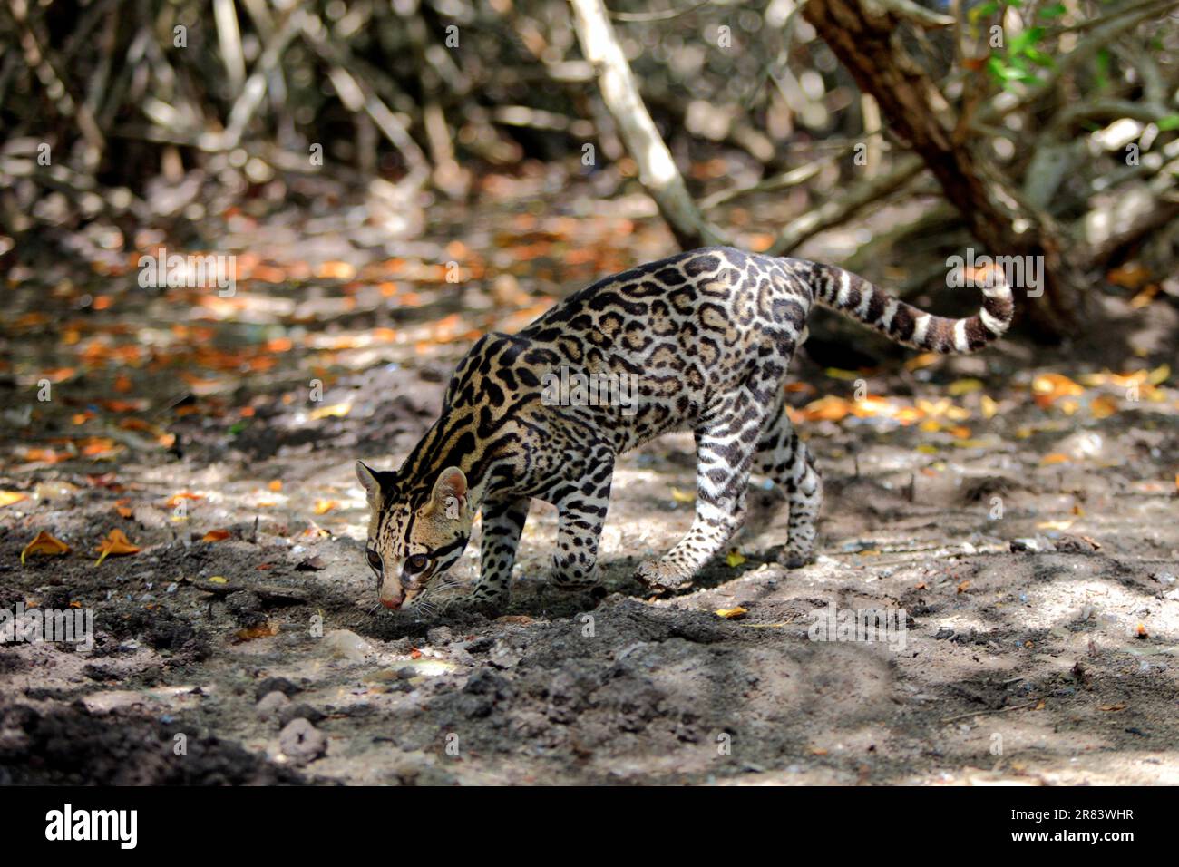 Ocelot (Leopardus pardalis) male, Honduras Stock Photo - Alamy
