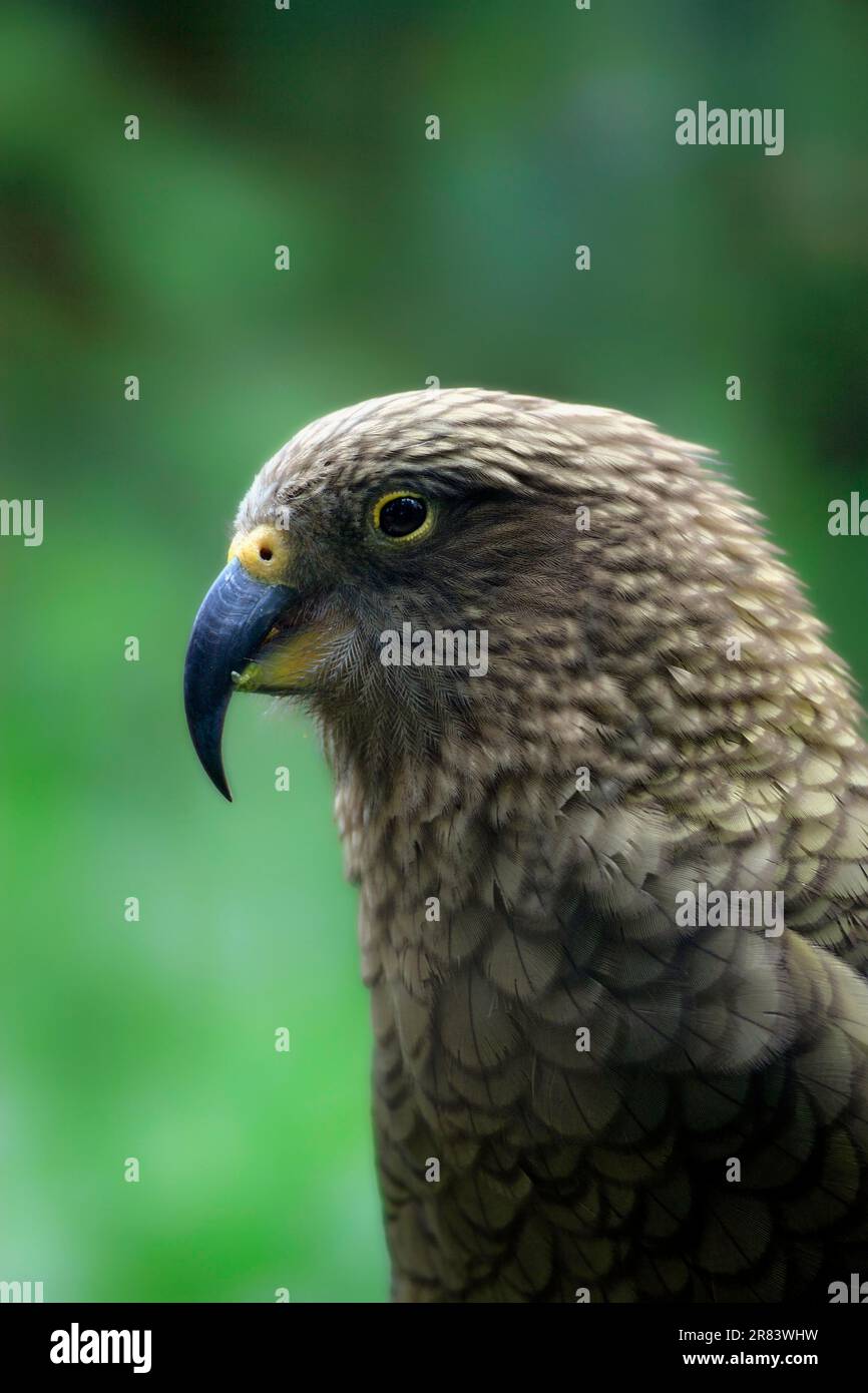 Kea (Nestor notabilis) Parrot, side, profile Stock Photo - Alamy