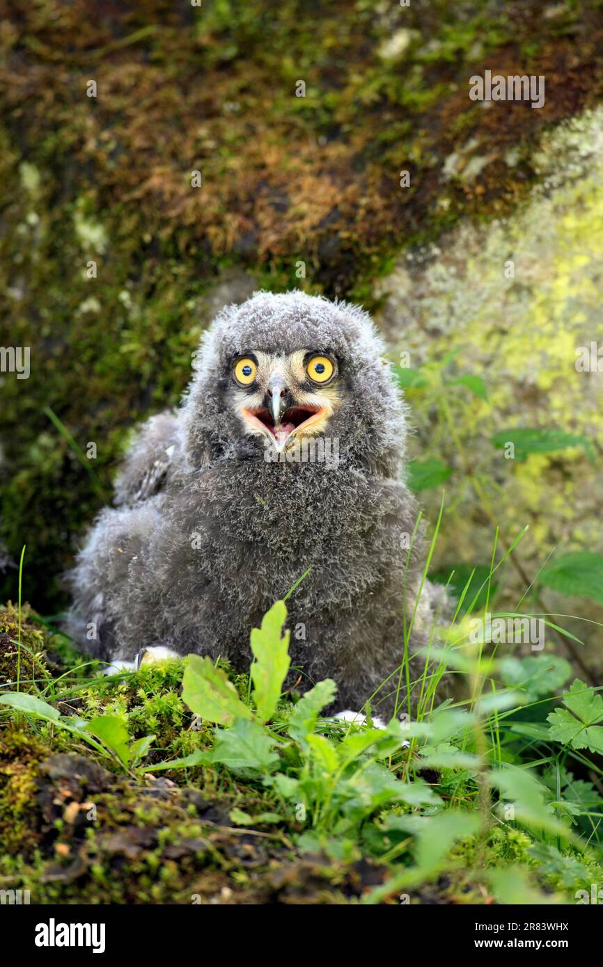 Snowy Owl (Nyctea scandiaca), chick Stock Photo - Alamy