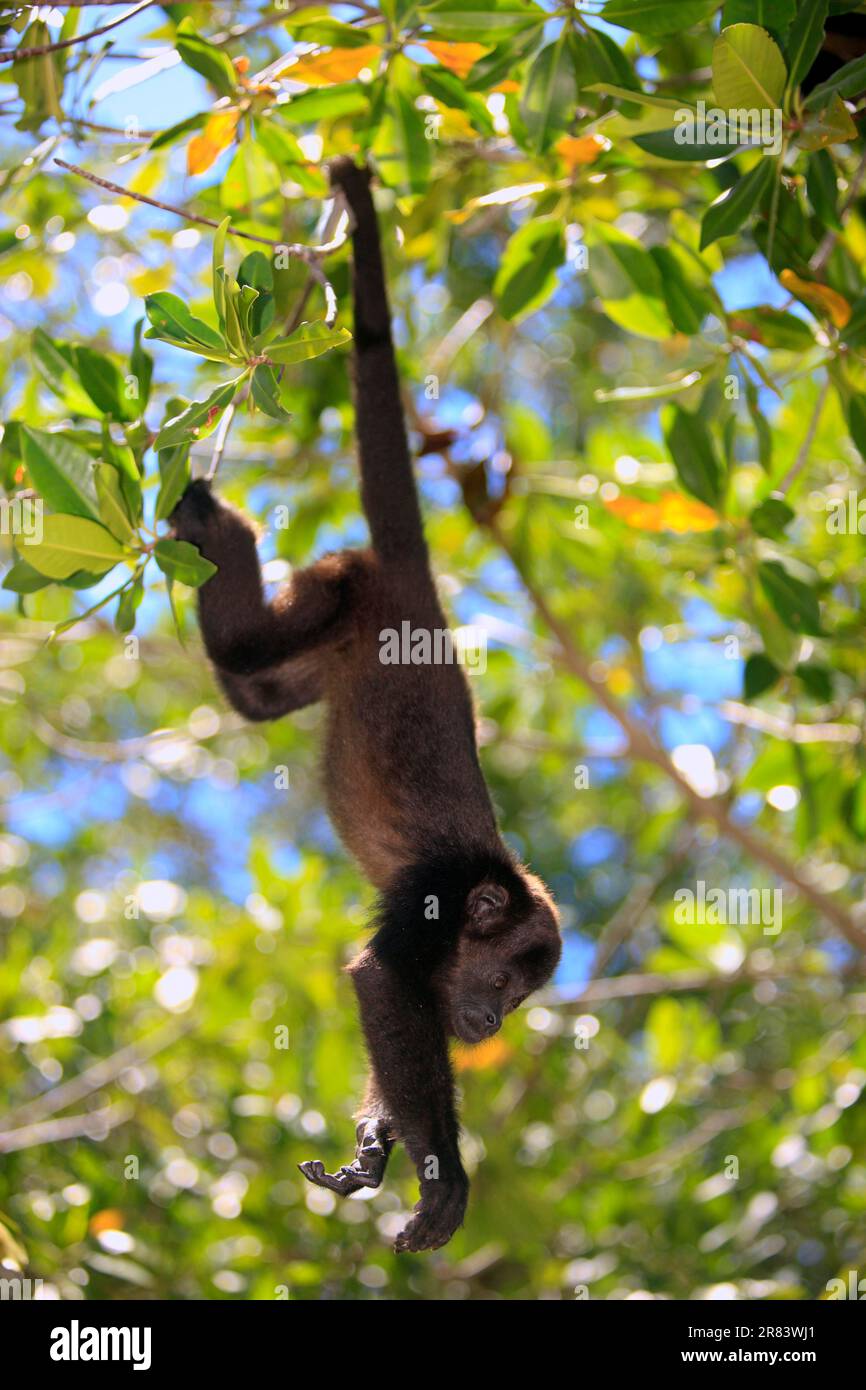 Black Howler (Alouatta caraya) Monkey, Honduras Stock Photo - Alamy
