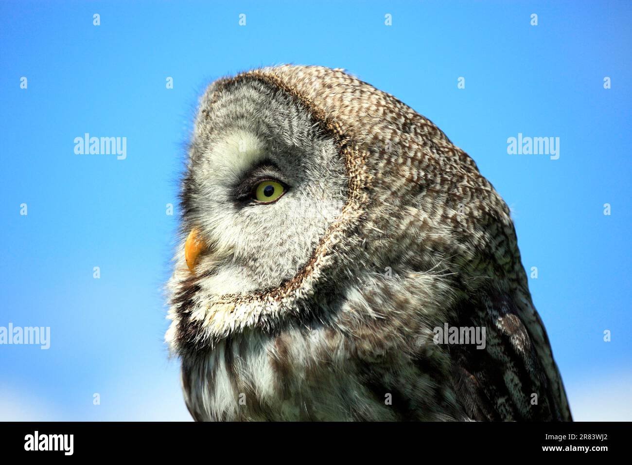 Side profile of owl hi-res stock photography and images - Alamy