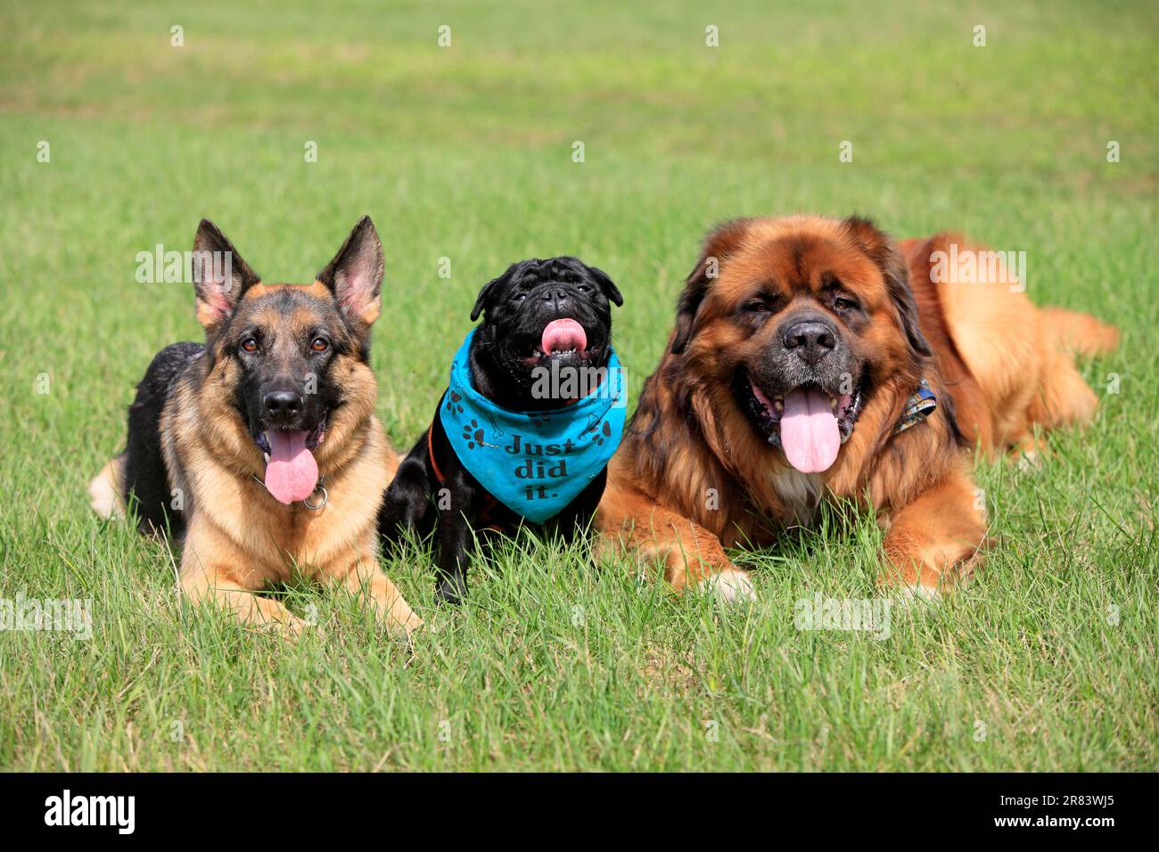 German shepherd pug hi-res stock photography and images - Alamy