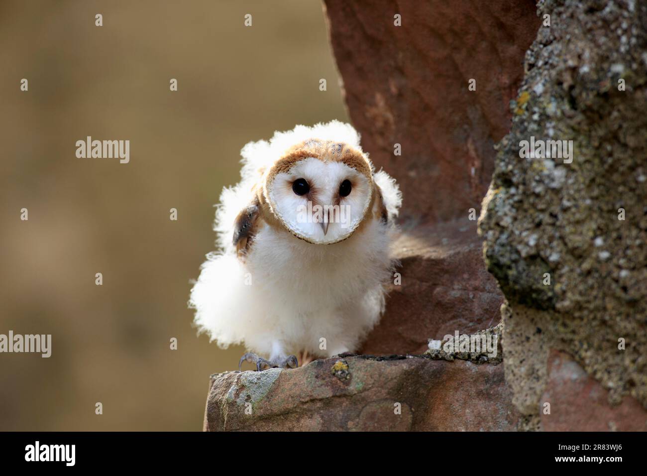 Baby barn owl tyto hi-res stock photography and images - Alamy