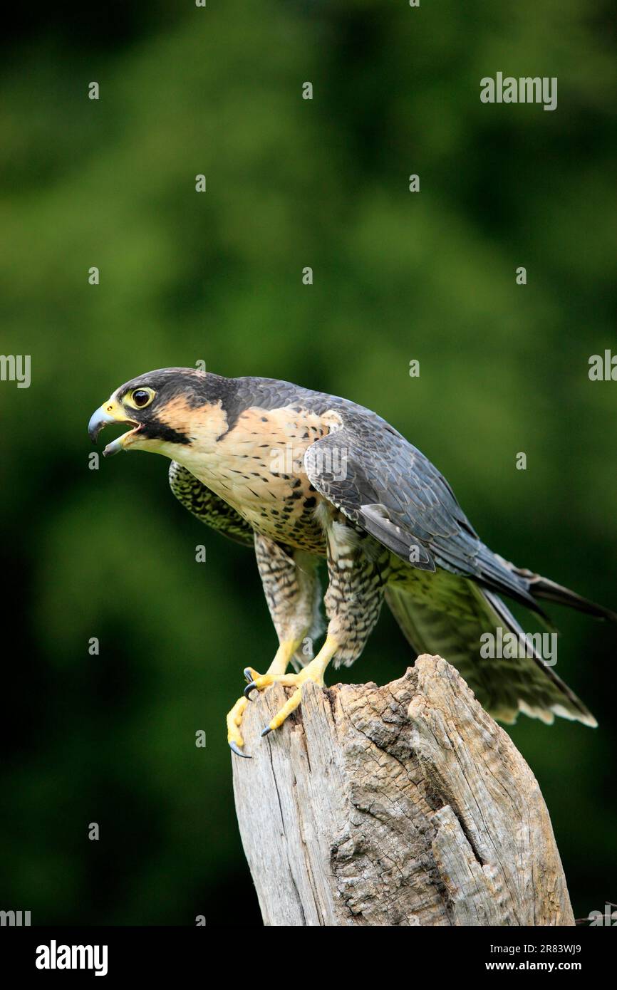 Peregrine falcon (Falco peregrinus), male Stock Photo - Alamy