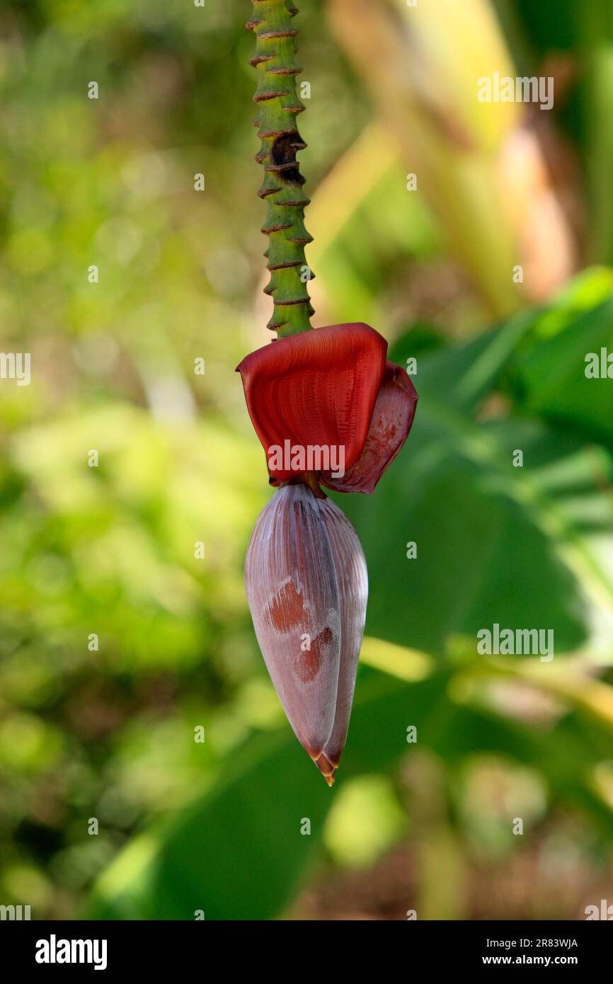 Banana plant (Musa x paradisiaca), Honduras Stock Photo - Alamy