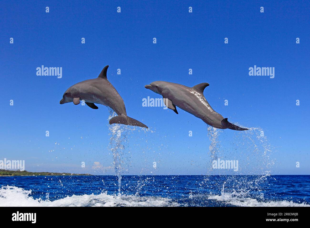 Bottlenose Dolphins (Tursiops truncatus), Honduras Stock Photo - Alamy