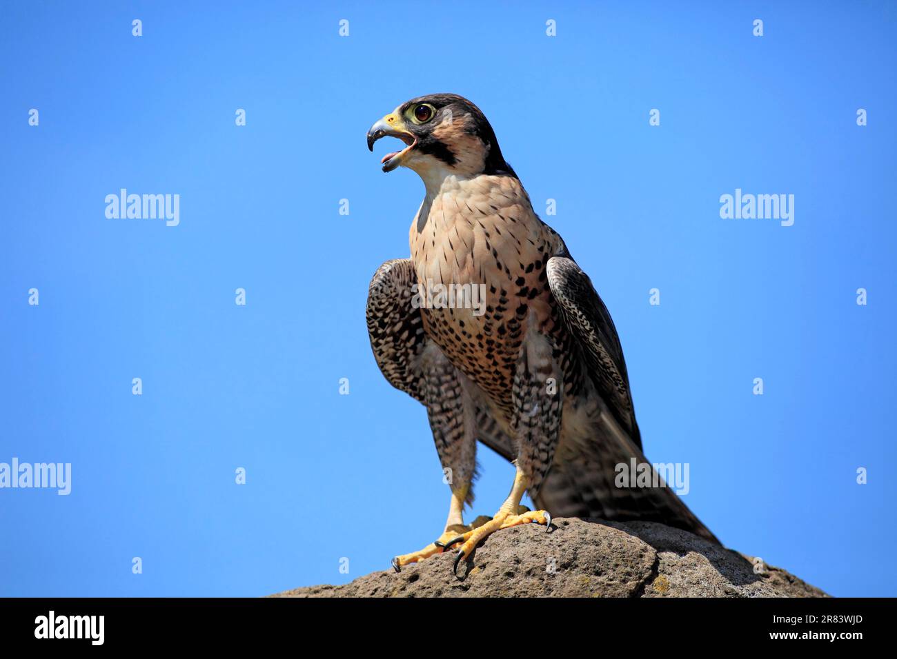 Peregrine falcon (Falco peregrinus), male Stock Photo - Alamy