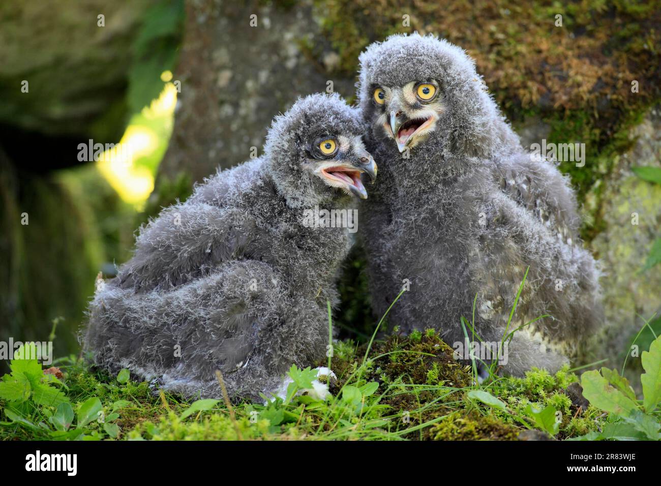 Snowy Owls (Nyctea scandiaca), chicks Stock Photo - Alamy