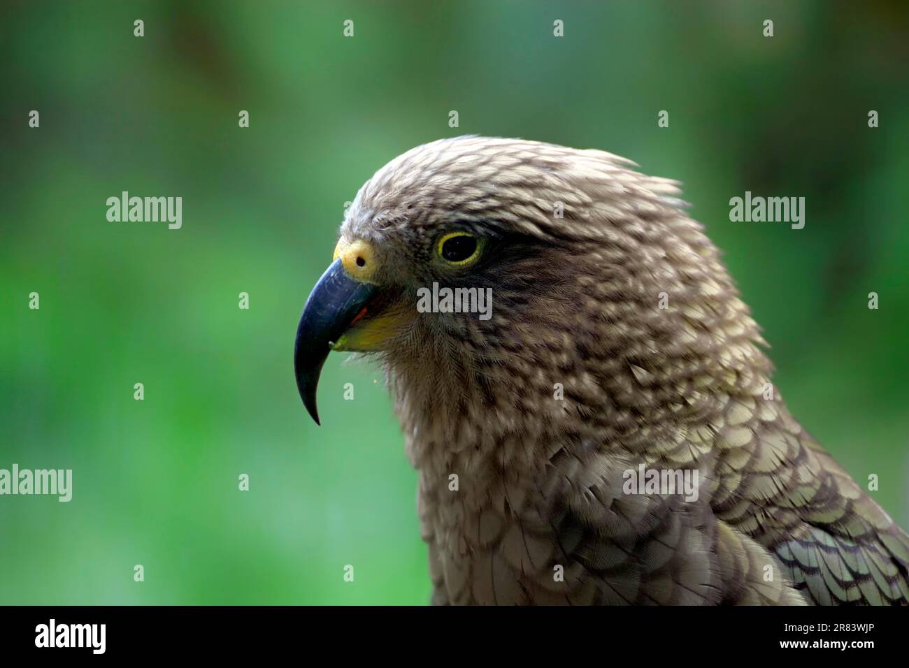 Kea portrait hi-res stock photography and images - Alamy