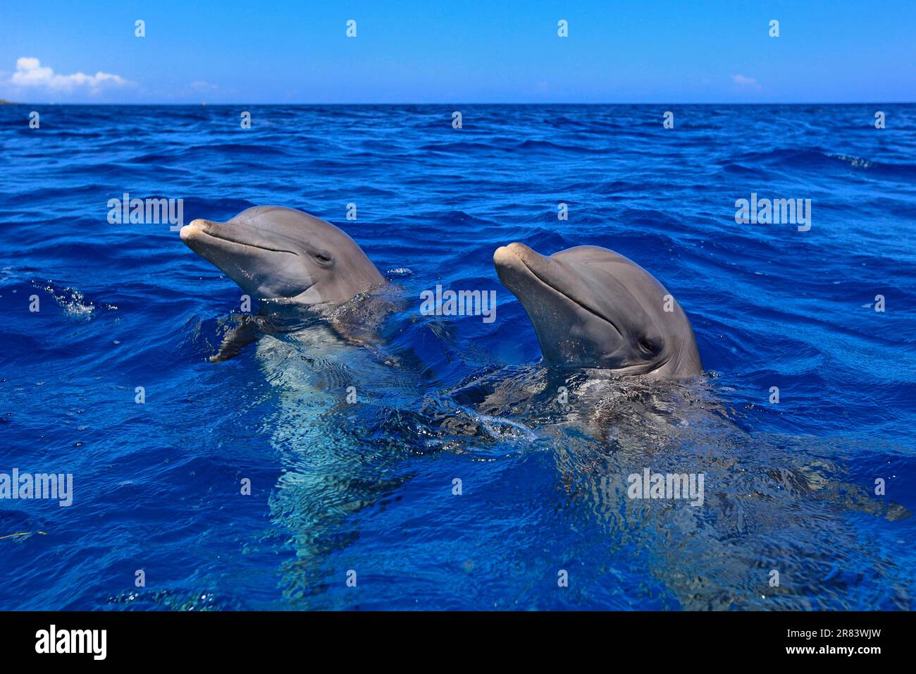 Bottlenose Dolphins (Tursiops truncatus), Honduras Stock Photo - Alamy