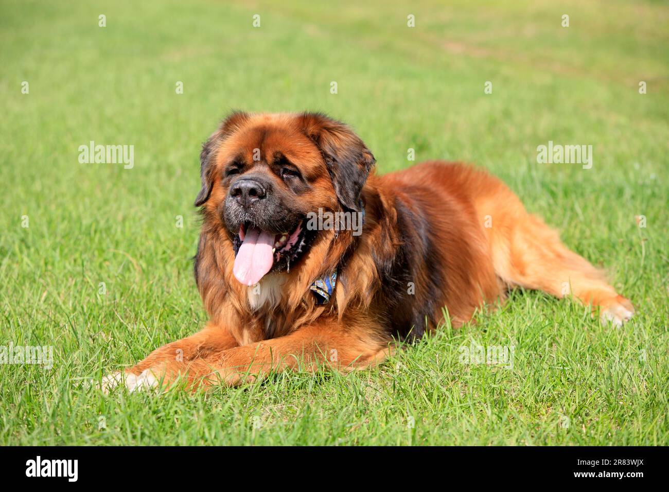 Germanic dog hi-res stock photography and images - Alamy