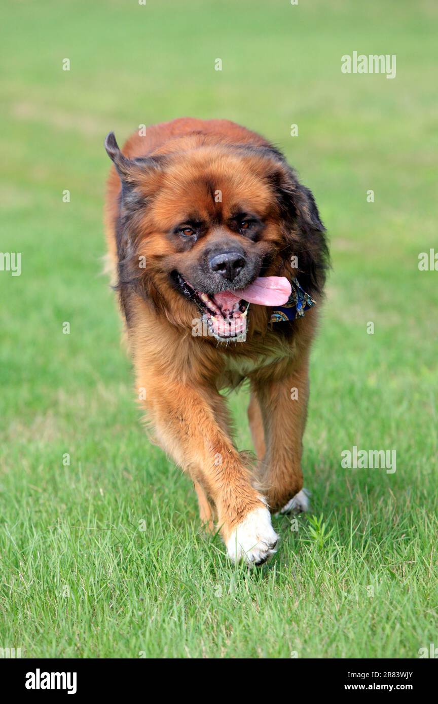 Germanic dog hi-res stock photography and images - Alamy