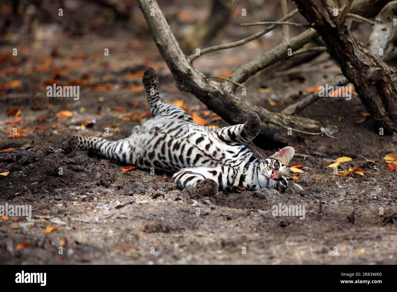 Ocelot (Leopardus pardalis) male, Honduras Stock Photo - Alamy