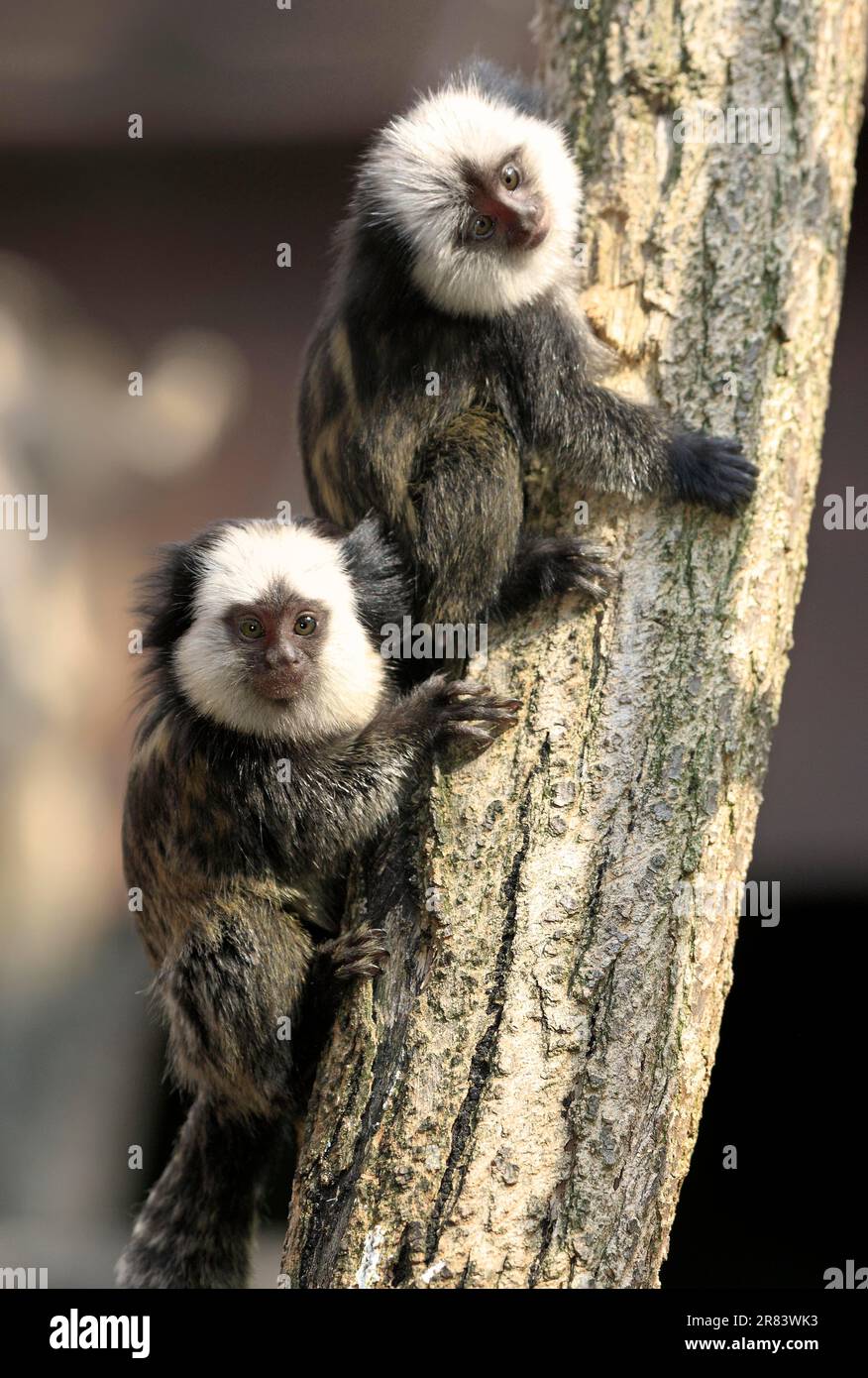 White-faced Marmosets, youngs, Brazil (Callithrix jacchus geoffroyi ...
