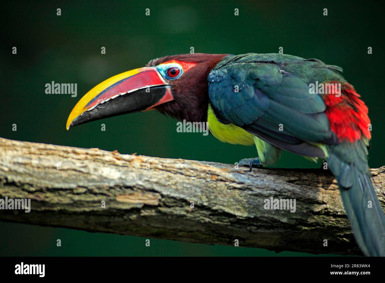 Green Aracari (Pteroglossus viridis Stock Photo - Alamy