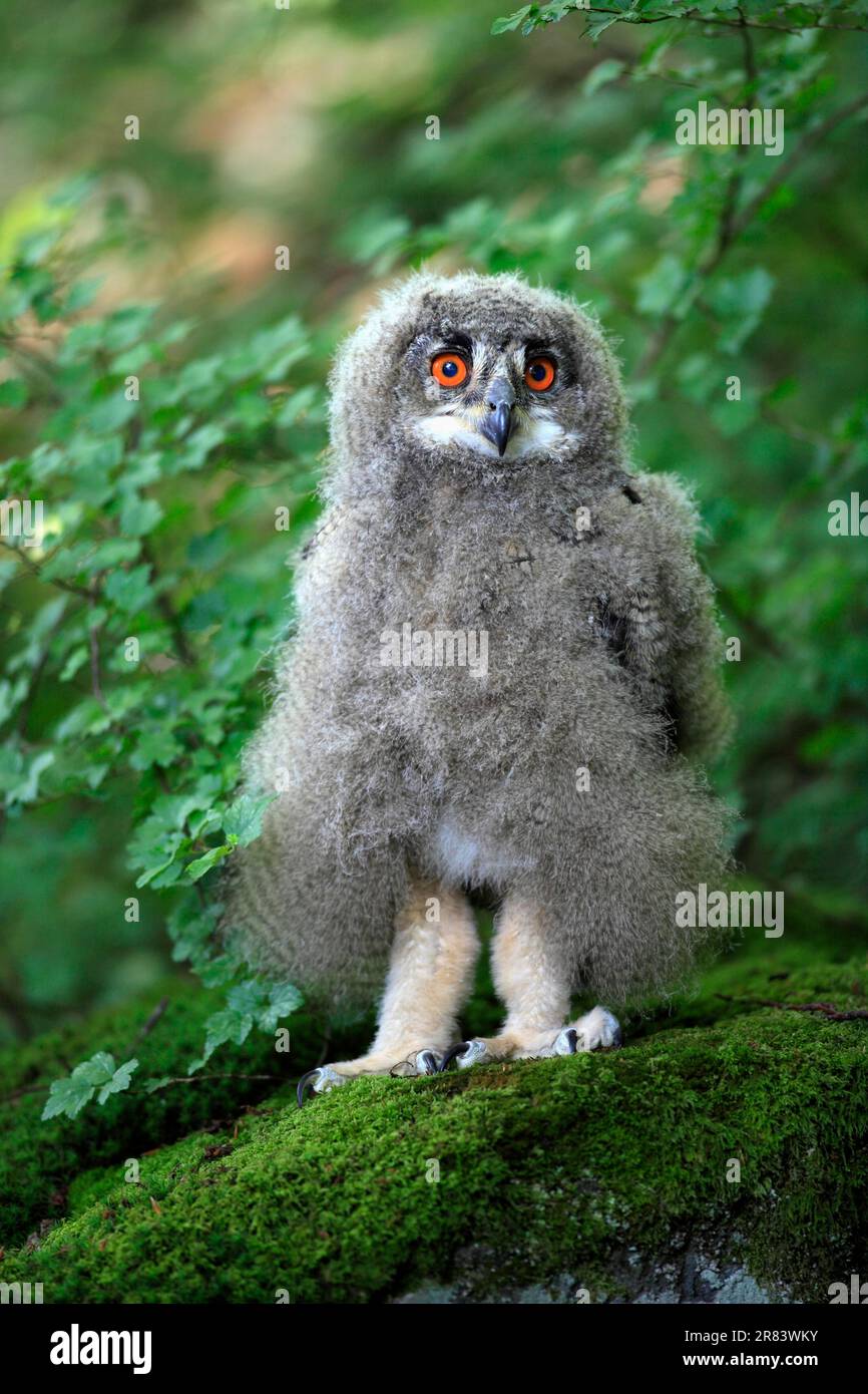 European eurasian eagle-owl (Bubo bubo), young bird Stock Photo - Alamy