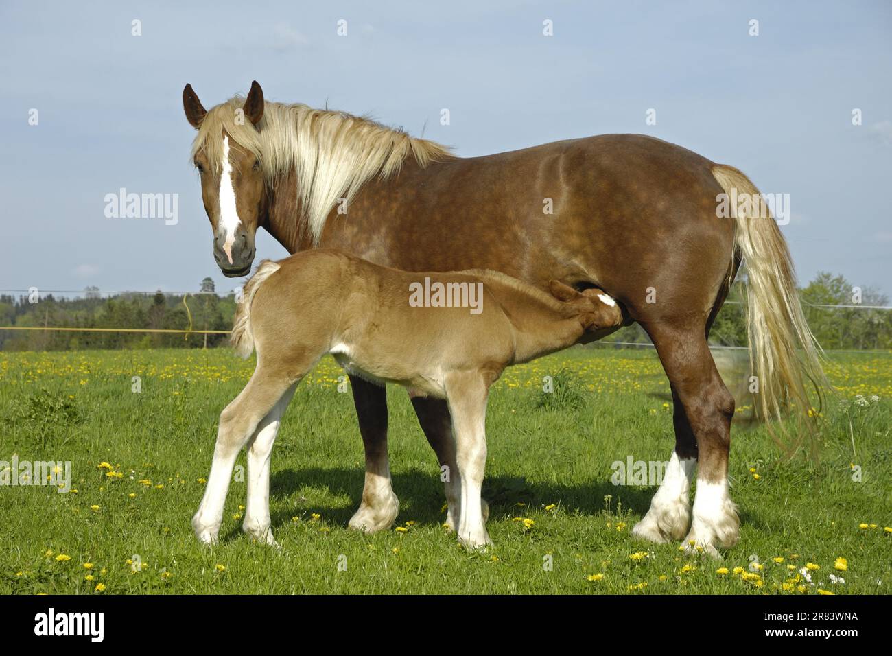 South German Draught Horse (Equus ferus caballus), mare with foal ...
