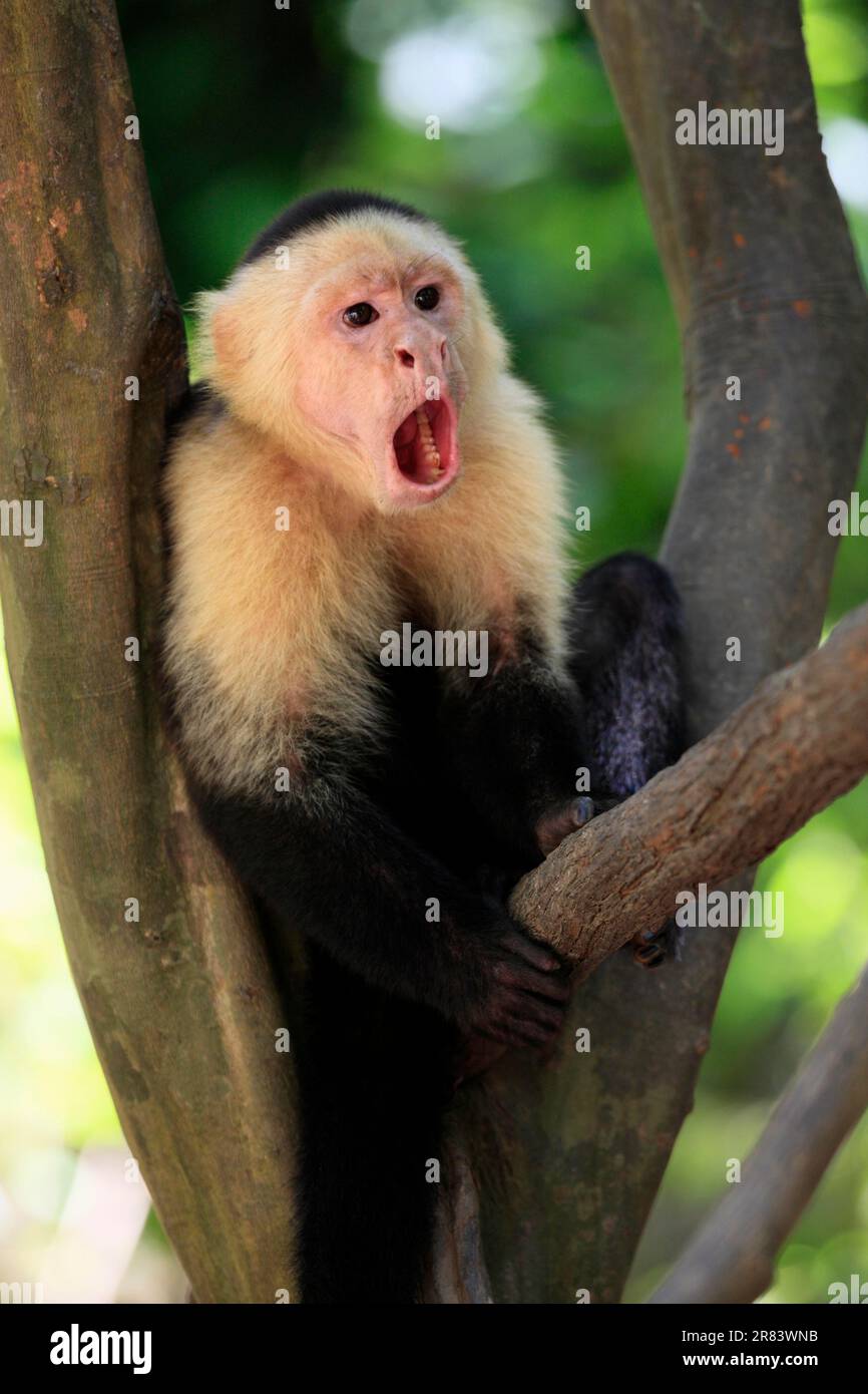 White-headed capuchin (Cebus capucinus), male, Roatan, Honduras Stock ...