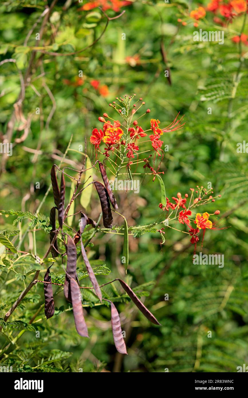 Tamarind (Tamarindus indica), fruits and flowers on the tree, Roatan ...