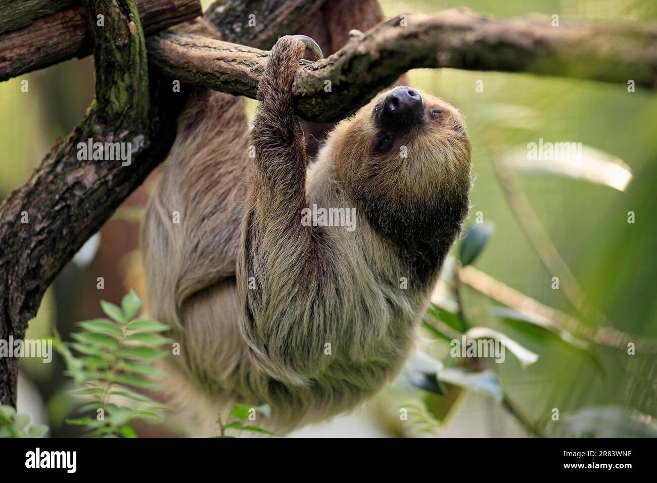 Two-toed Sloth (Choloepus didactylus Stock Photo - Alamy