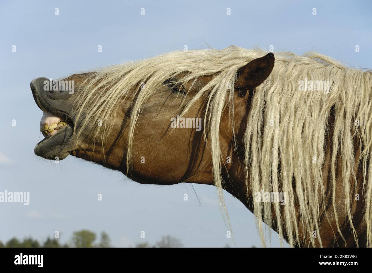 Sueddeutsche Kaltblutpferde, flehmender Stallion, South German Draught ...