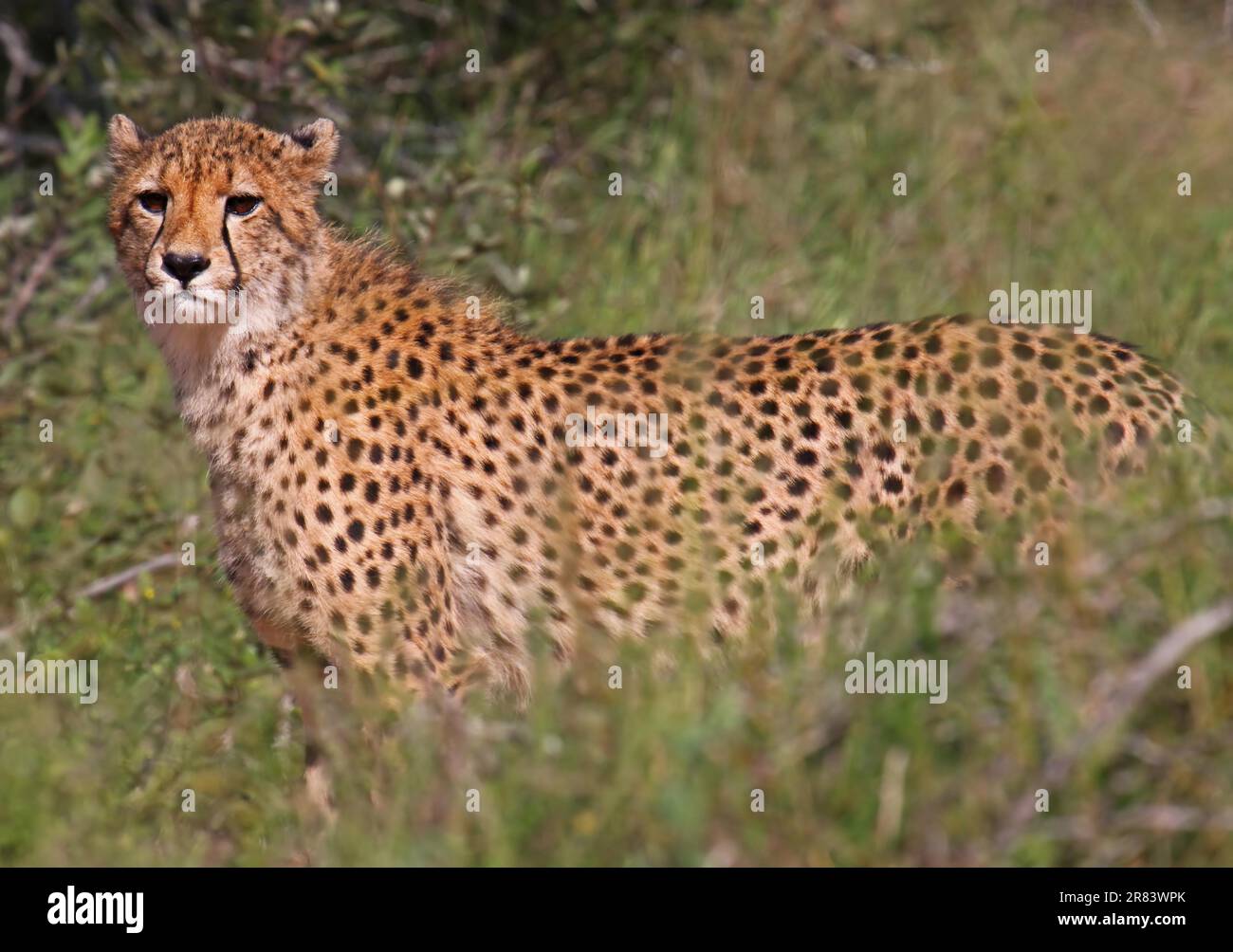 Cheetah gepard south hi-res stock photography and images - Alamy