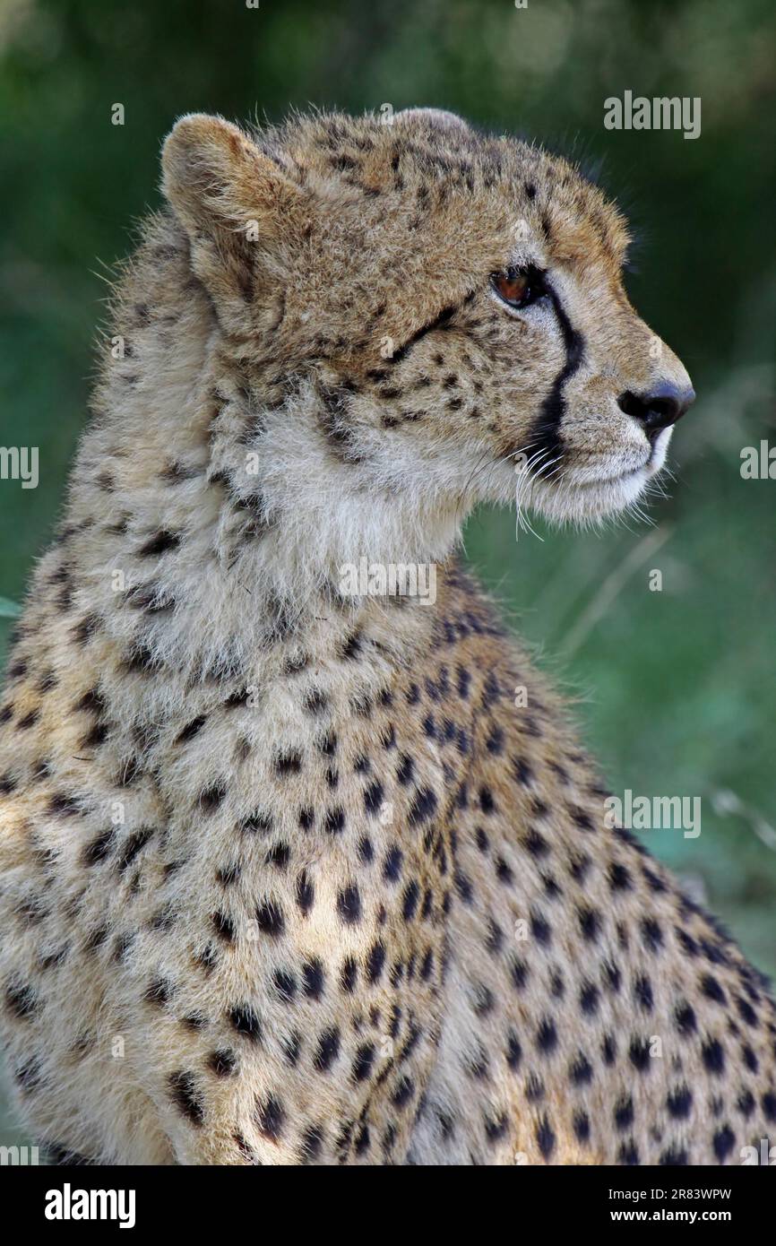 Cheetah gepard south hi-res stock photography and images - Alamy