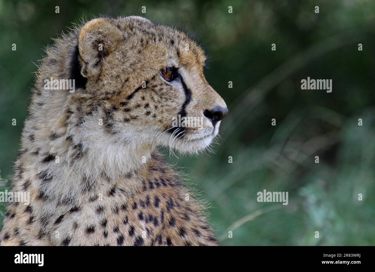 Cheetah gepard south hi-res stock photography and images - Alamy