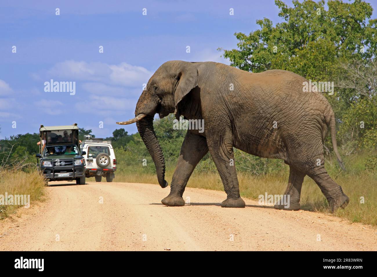 Safari Elephant In Kruger National Park S Stock Photo Alamy