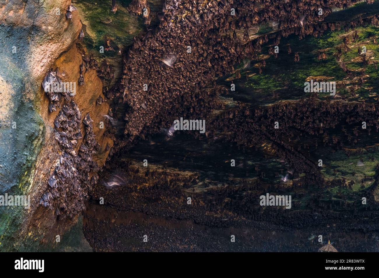 Geoffroy's rousette (Rousettus amplexicaudatus) is a species of megabat ...