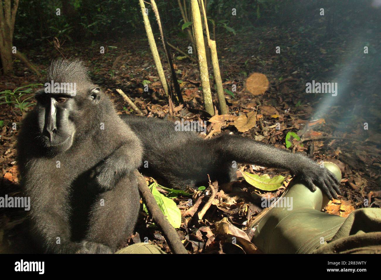 Sulawesi black-crested macaques (Macaca nigra) show friendly behaviors ...