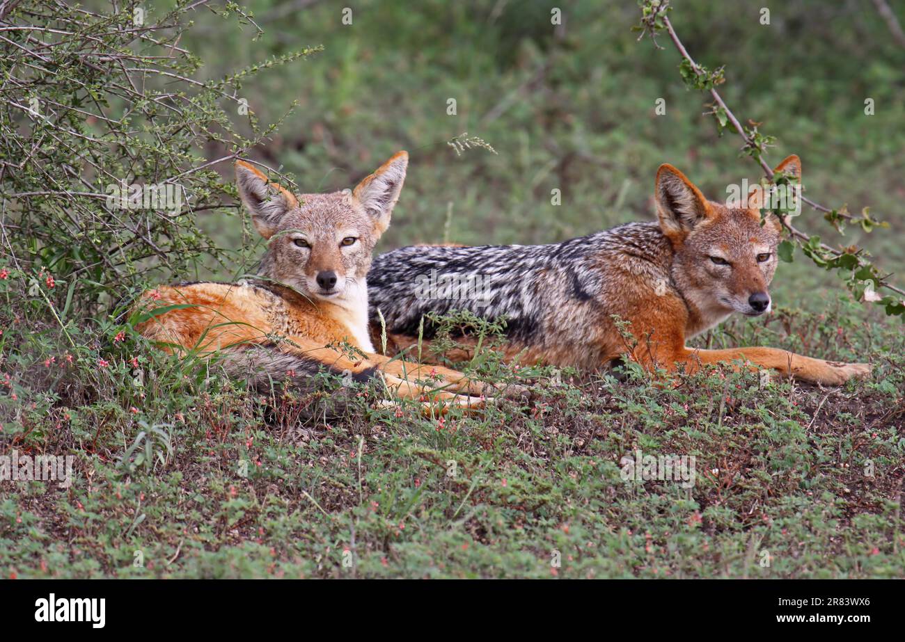 Kruger park black backed jackal hi-res stock photography and images - Alamy