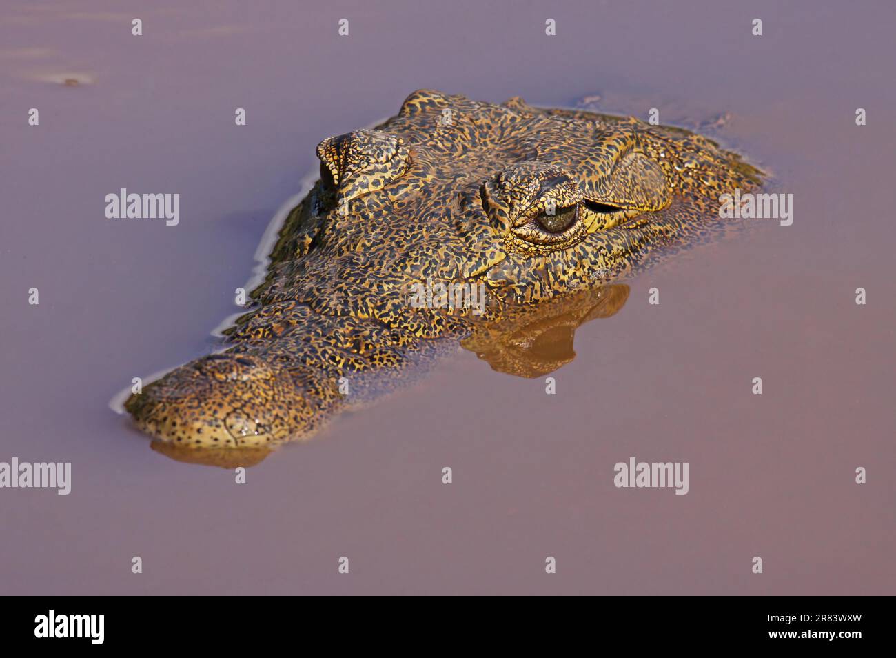 Krokodil im pool hi-res stock photography and images - Alamy