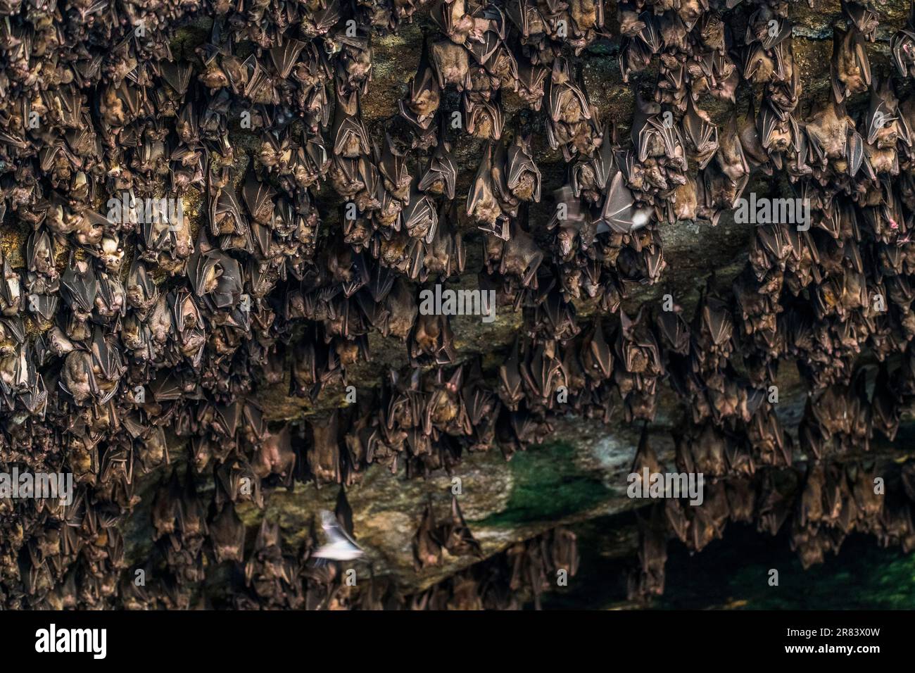 Geoffroy's rousette (Rousettus amplexicaudatus) is a species of megabat ...