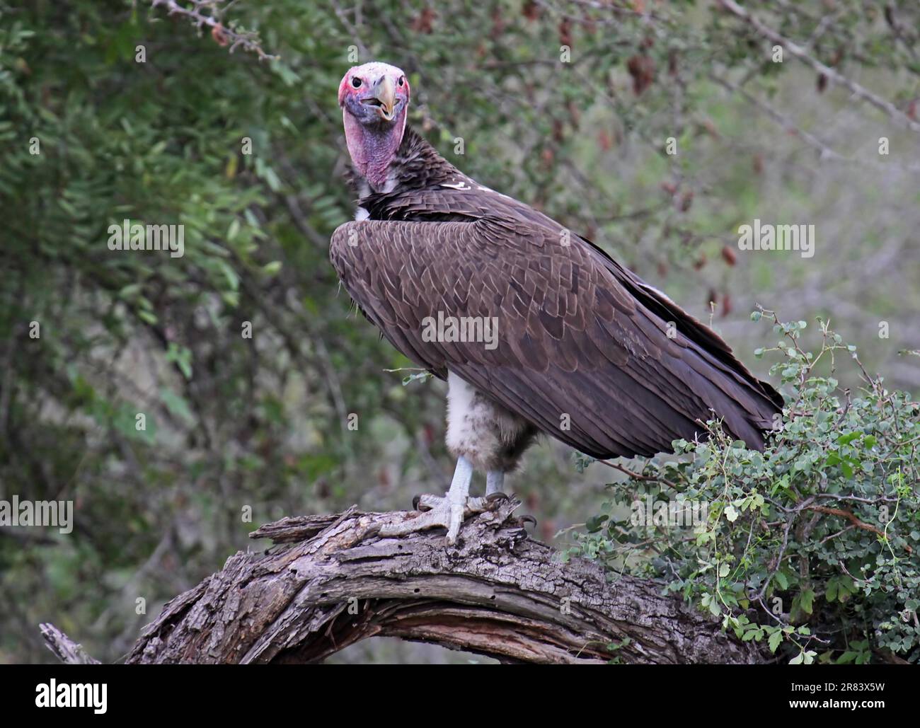 Lappet faced vulture feeding hi-res stock photography and images - Alamy