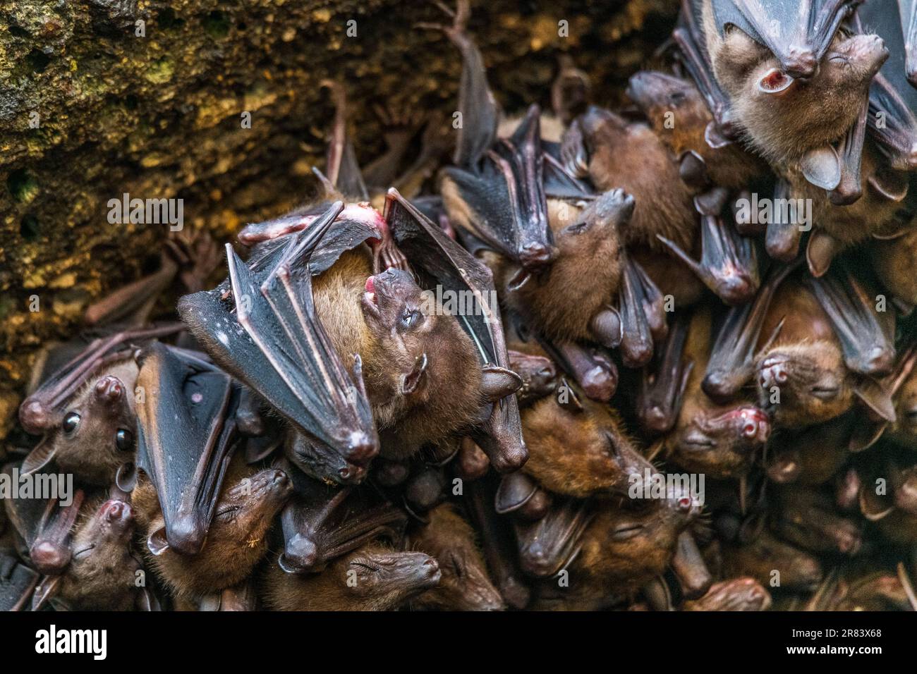 Geoffroy's rousette (Rousettus amplexicaudatus) is a species of megabat ...