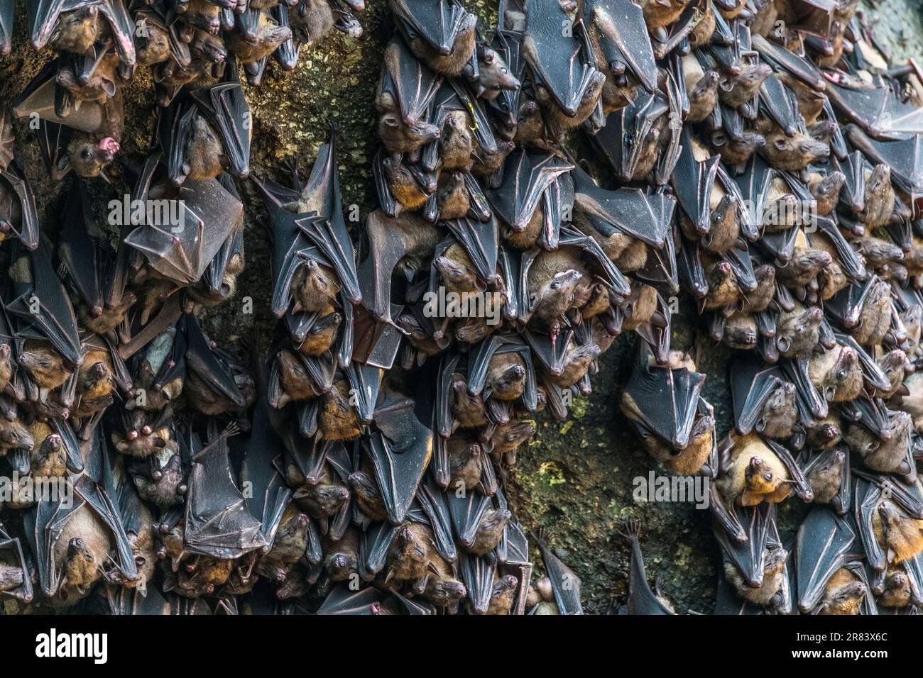 Geoffroy's rousette (Rousettus amplexicaudatus) is a species of megabat ...