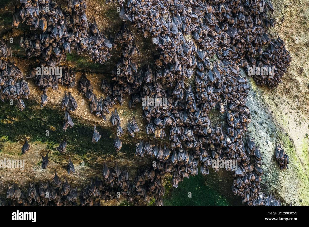 Geoffroy's rousette (Rousettus amplexicaudatus) is a species of megabat ...