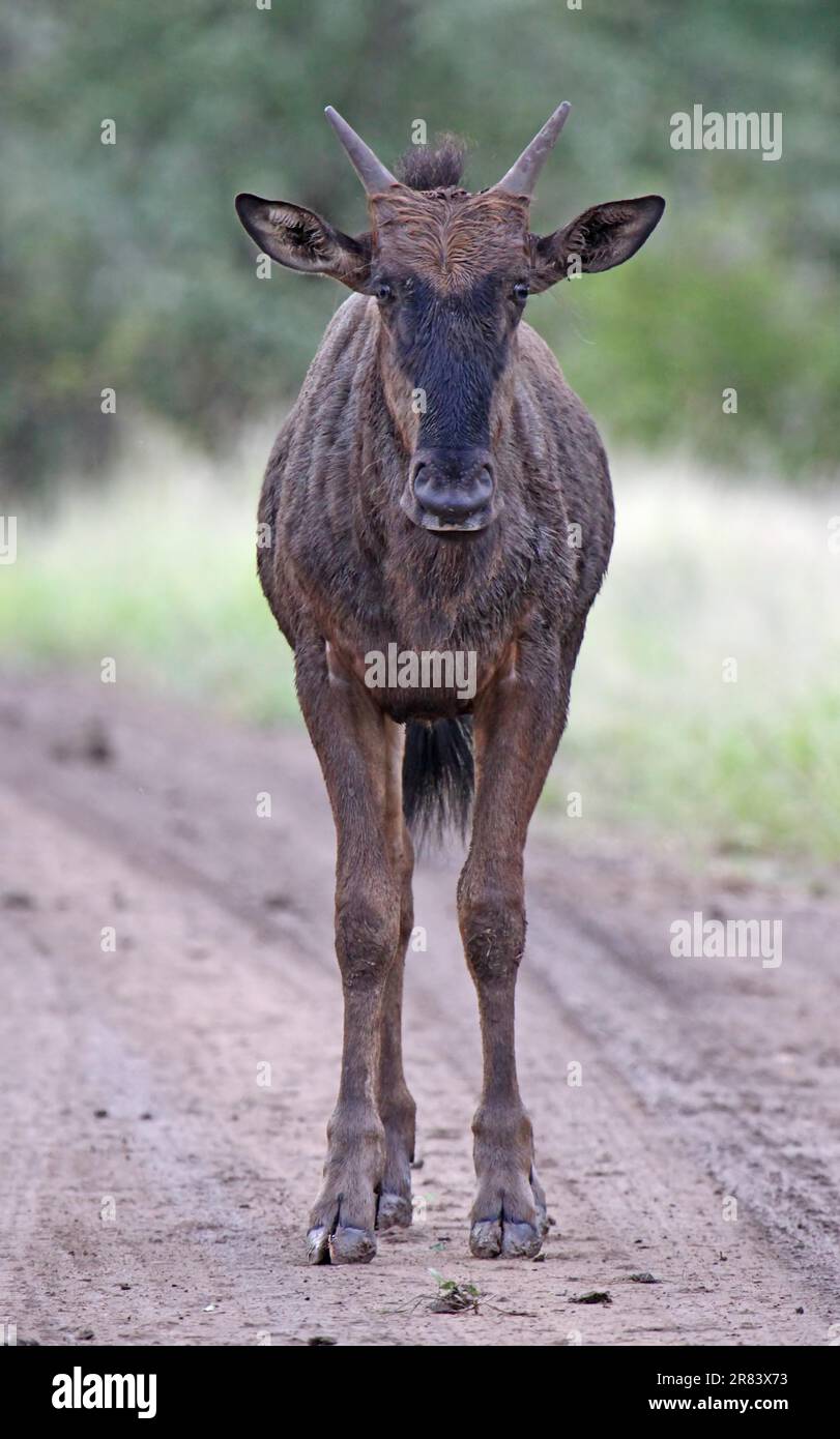Junges Streifengnu, young blue wildebeest (Connochaetes taurinus), S ...