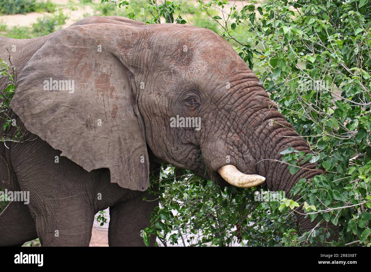 Kruger national park elefant hi-res stock photography and images - Alamy
